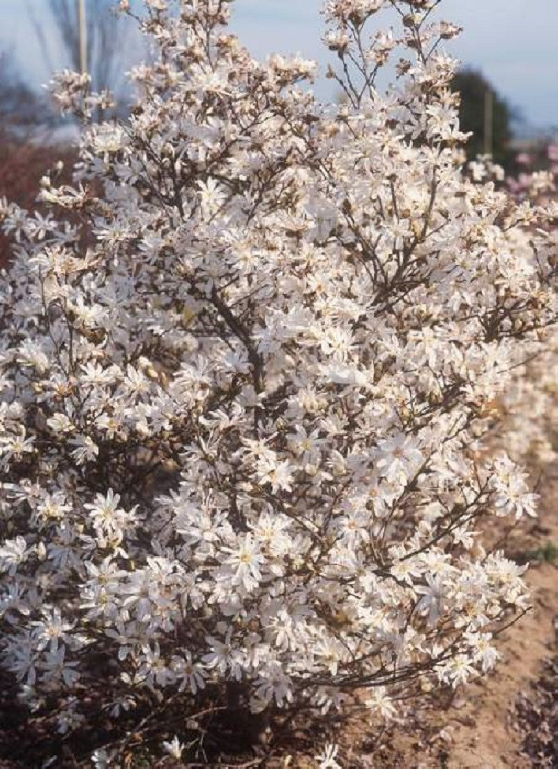 MAGNOLIA stellata (Magnolier)