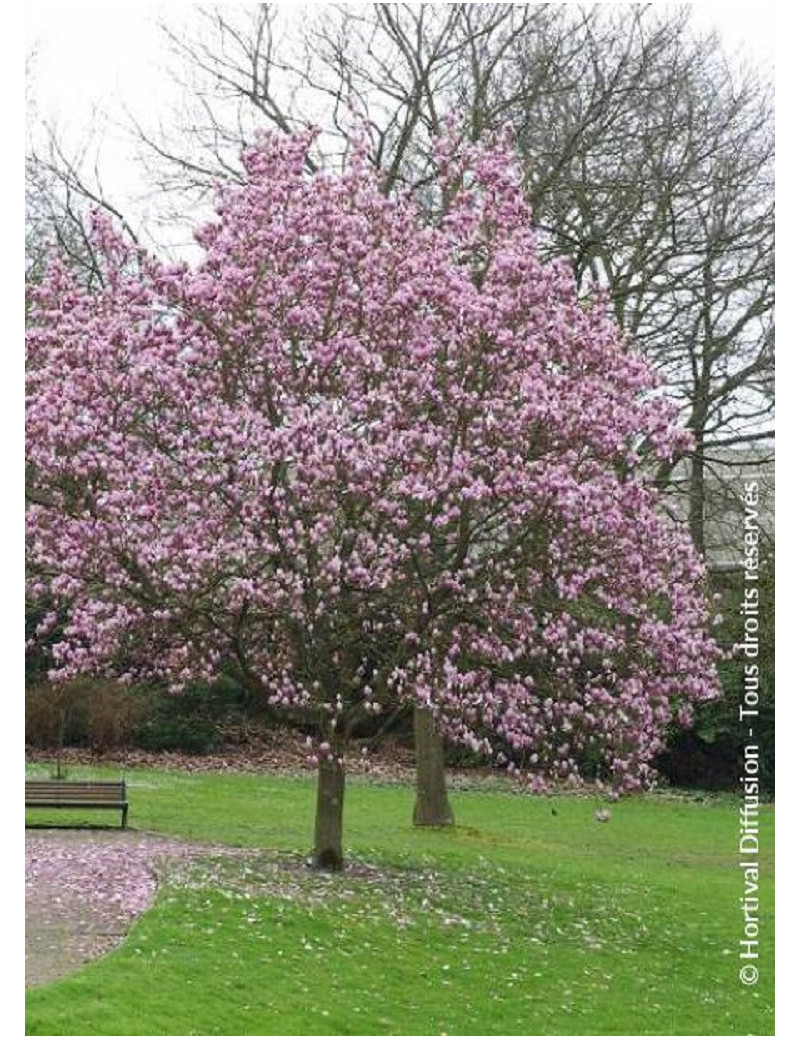 MAGNOLIA soulangeana ANDRE LEROY (Magnolier)