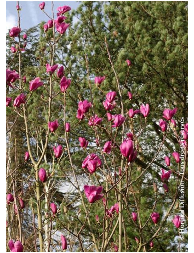 MAGNOLIA SPECTRUM (Magnolier)