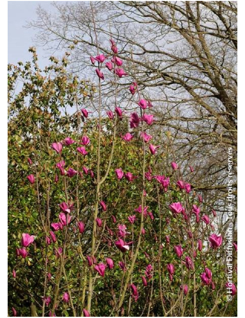 MAGNOLIA SPECTRUM (Magnolier)