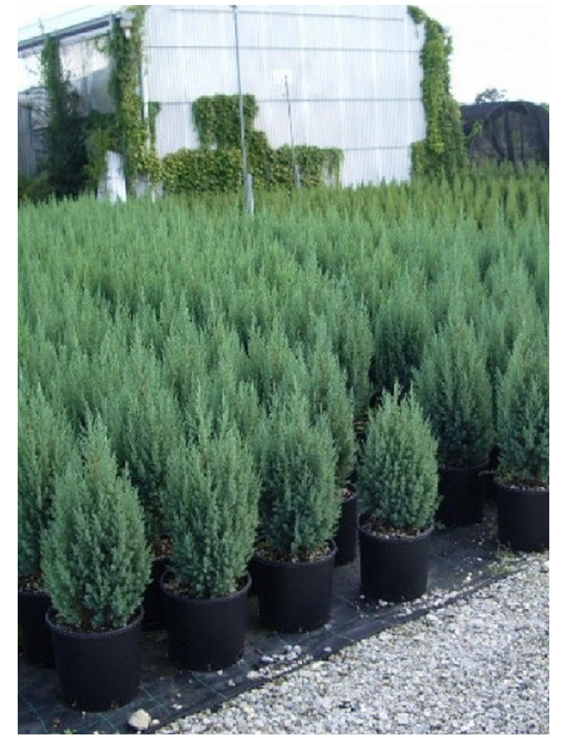 JUNIPERUS chinensis STRICTA (Genévrier de Chine Stricta)