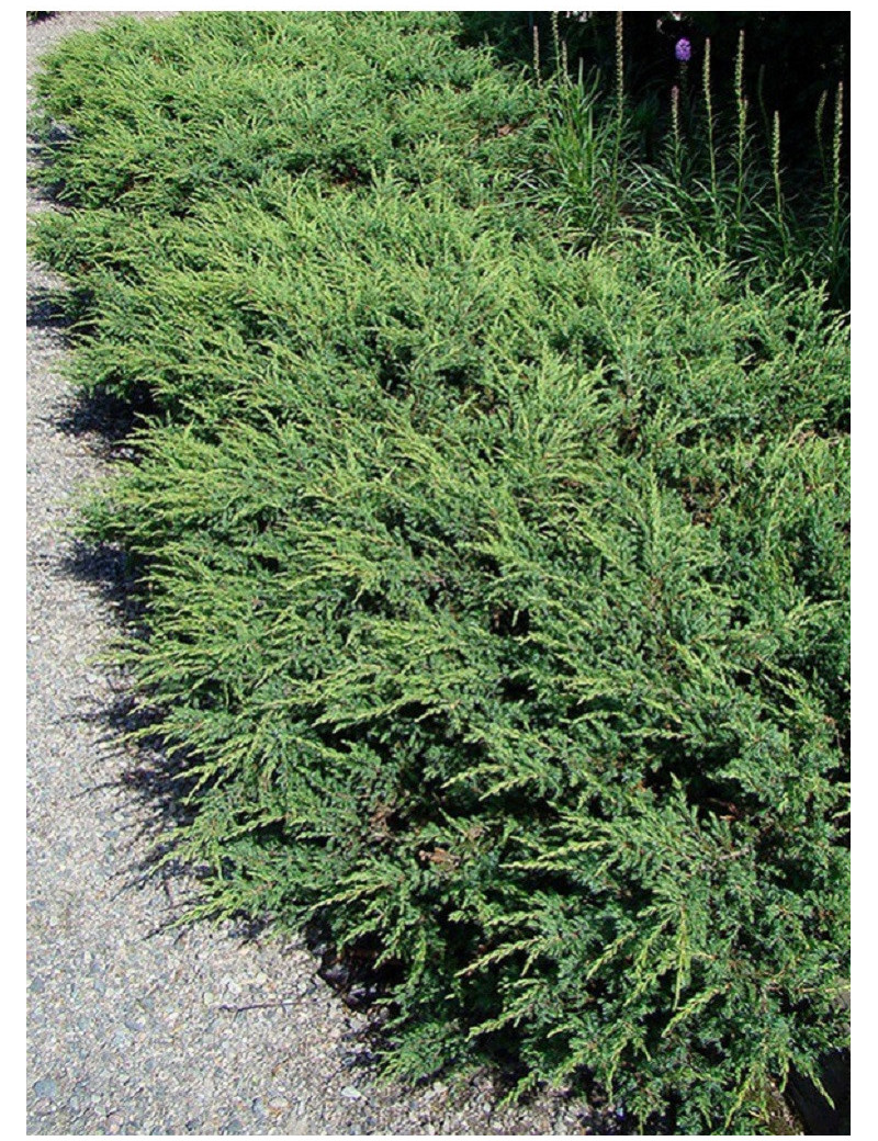JUNIPERUS communis REPANDA (Genévrier commun Repanda)