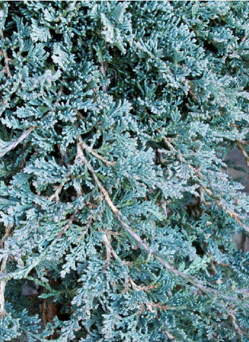 JUNIPERUS horizontalis ICEE BLUE® (Genévrier rampant Icee blue)