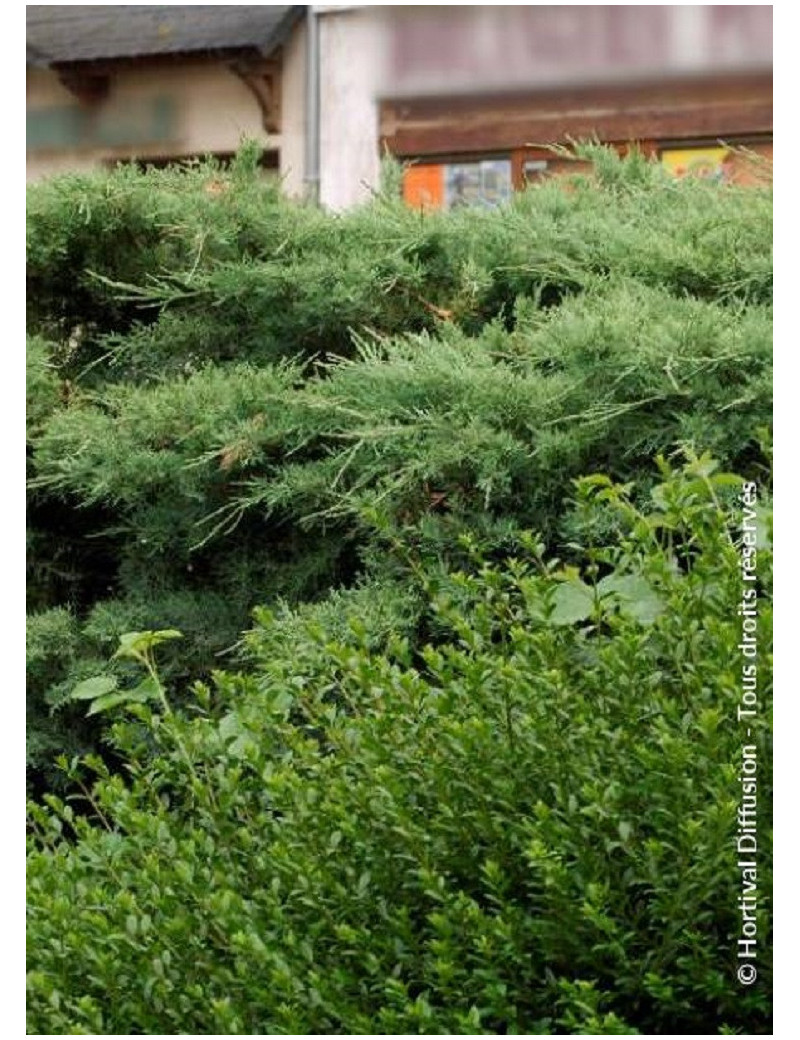 JUNIPERUS media Pfitzeriana COMPACTA (Genévrier rampant)