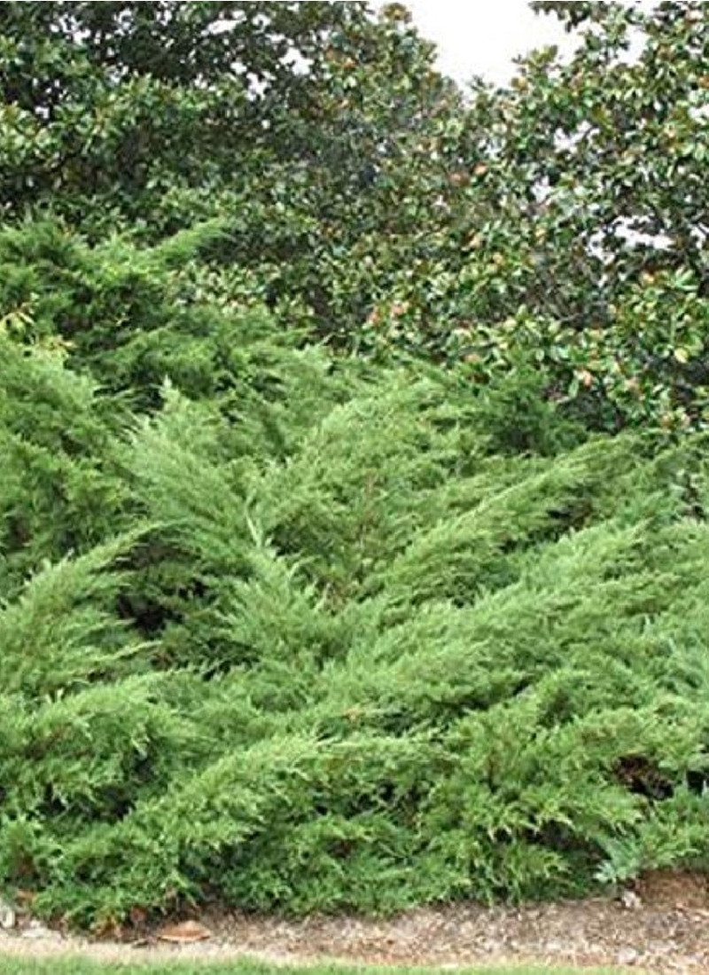 JUNIPERUS media WILHELM PFITZERIANA (Genévrier rampant Pfitzer)