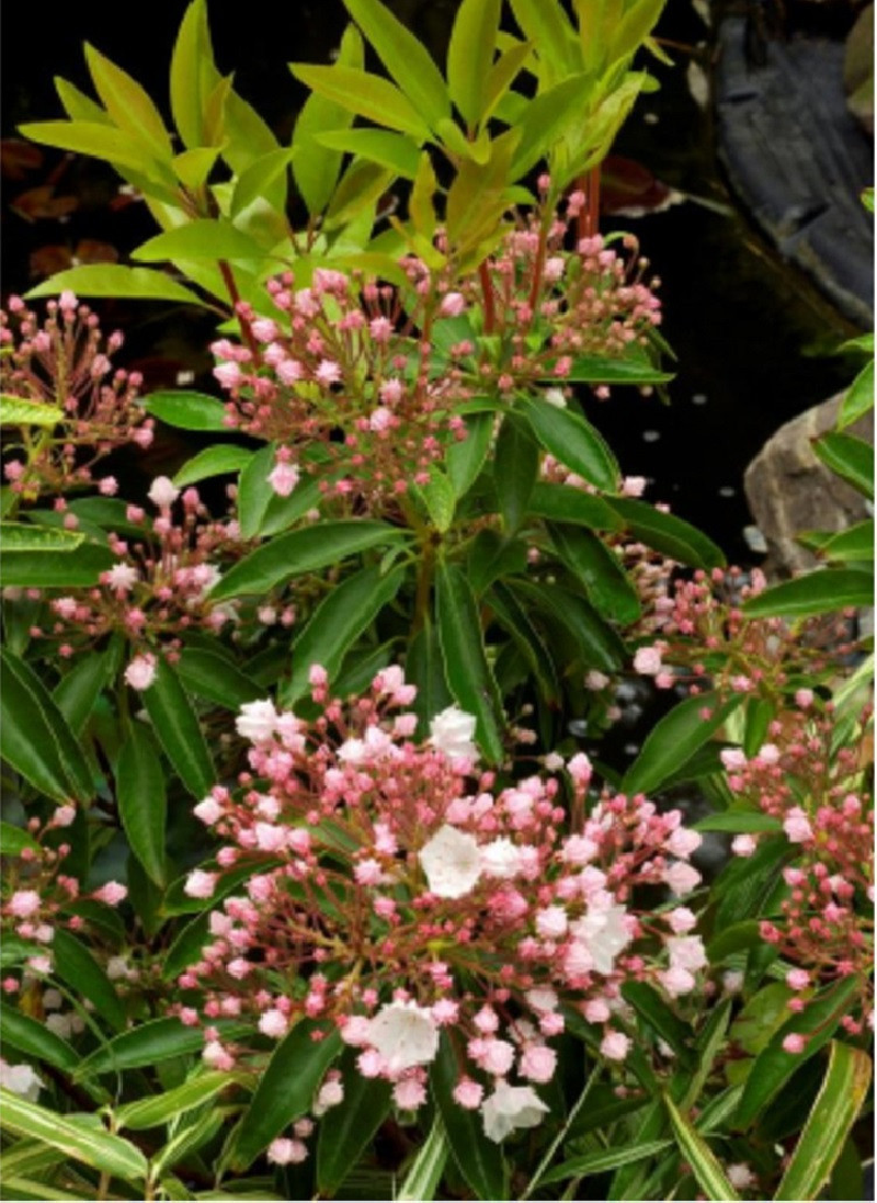 KALMIA latifolia (Laurier des montagnes)