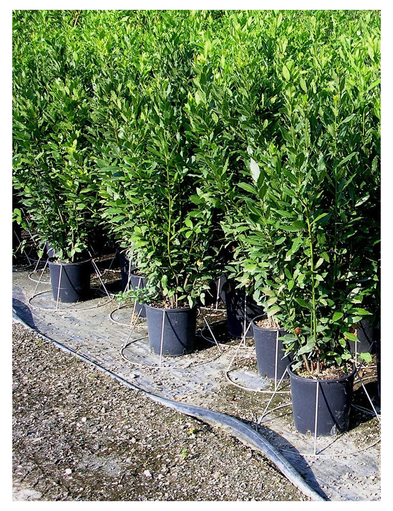 LAURUS nobilis (Laurier sauce, Laurier noble)