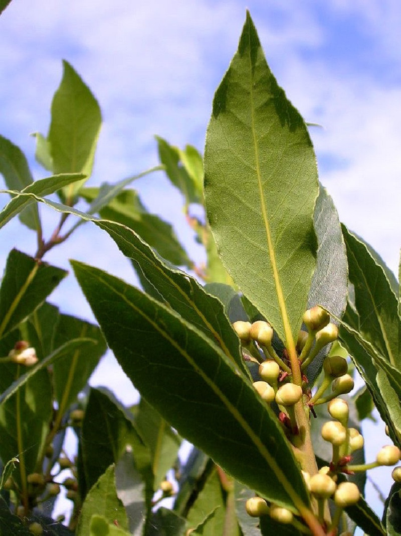 LAURUS nobilis (Laurier sauce, Laurier noble)