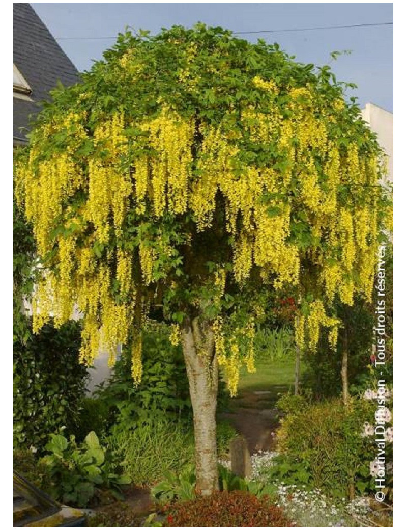 LABURNUM watereri VOSSII (Cytise de Vos)