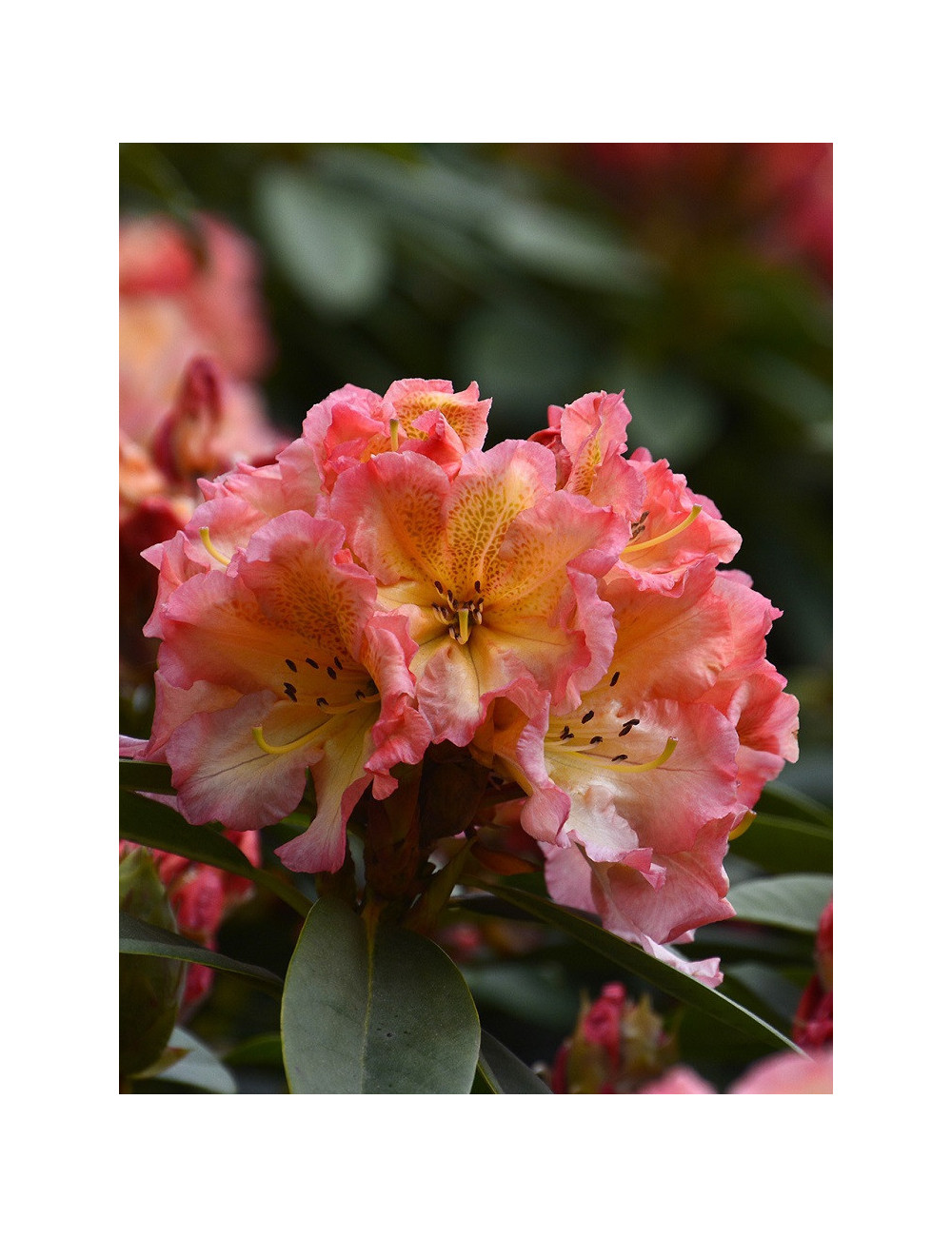 RHODODENDRON hybride SUN FIRE (Rhododendron)
