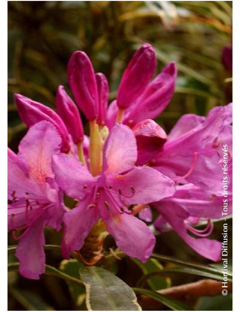 RHODODENDRON ponticum VARIEGATUM (Rhododendron)