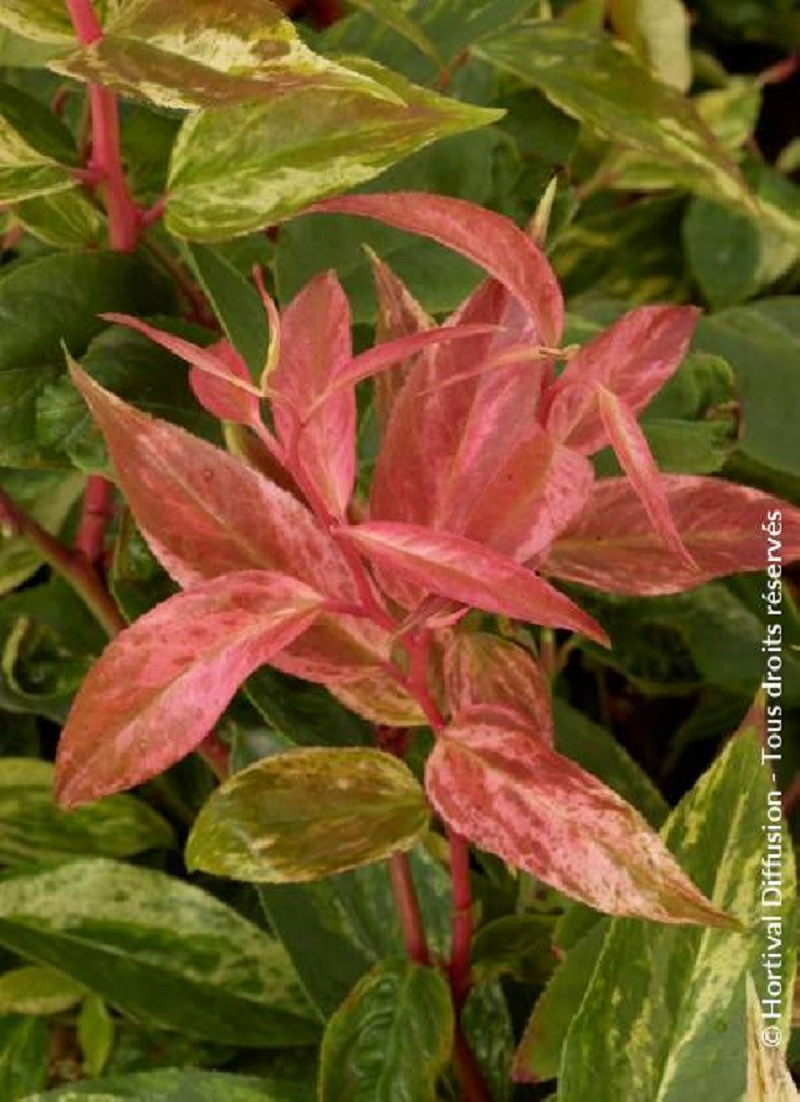 LEUCOTHOE fontanesiana RAINBOW (Leucothoé)