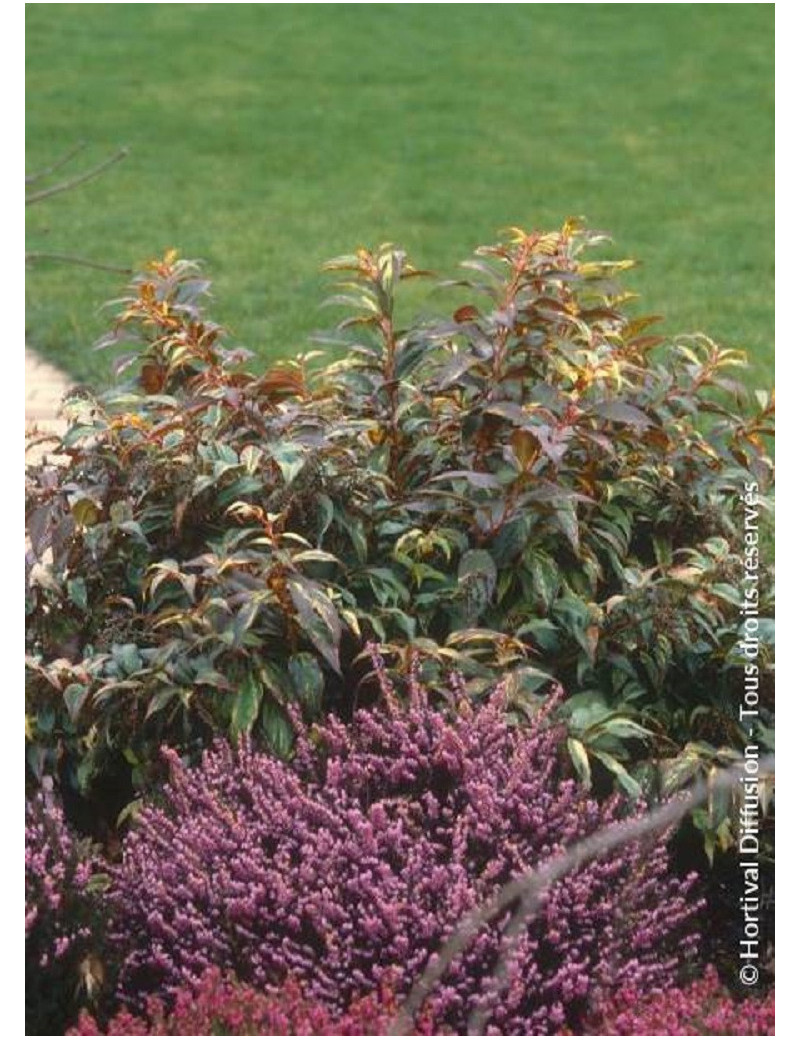 LEUCOTHOE fontanesiana RAINBOW (Leucothoé)