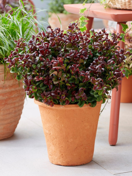 LEUCOTHOE axillaris CURLY RED (Leucothoé)