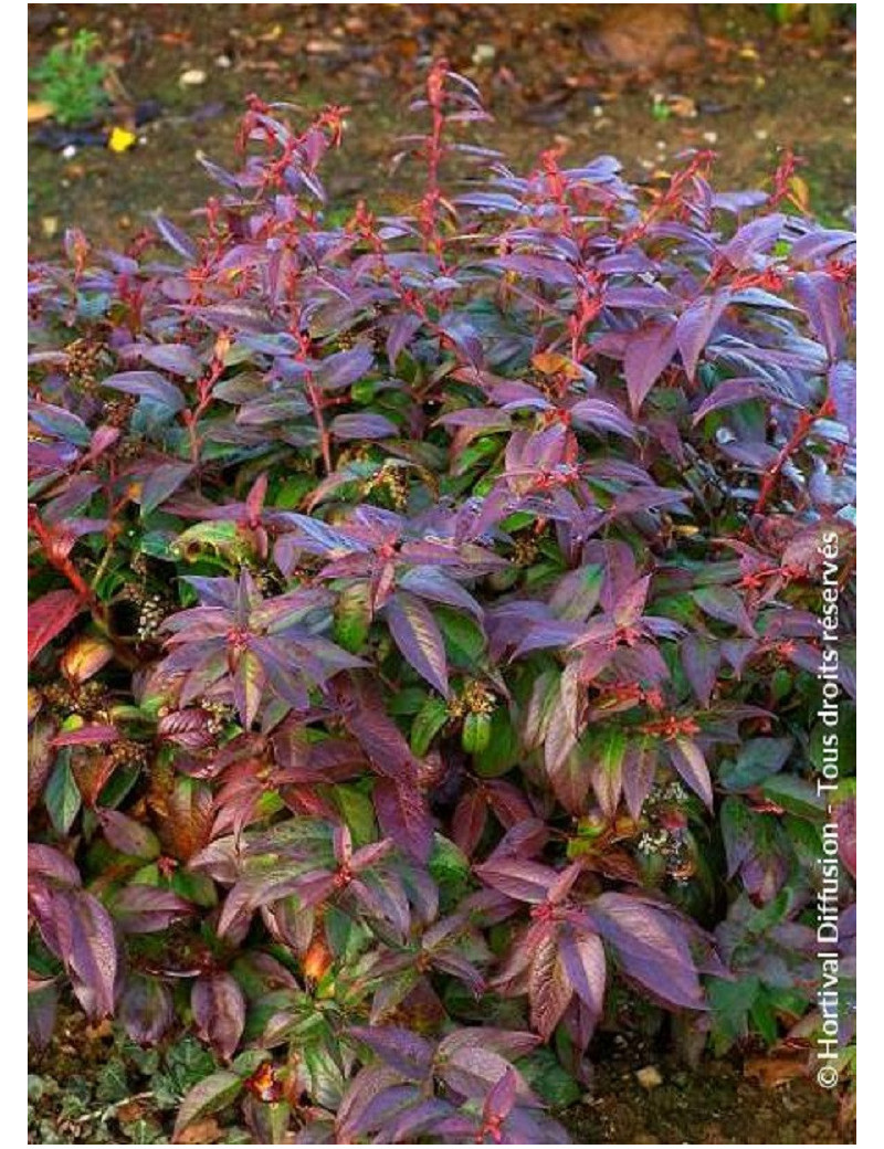 LEUCOTHOE scarletta ZEBLID (Leucothoé)