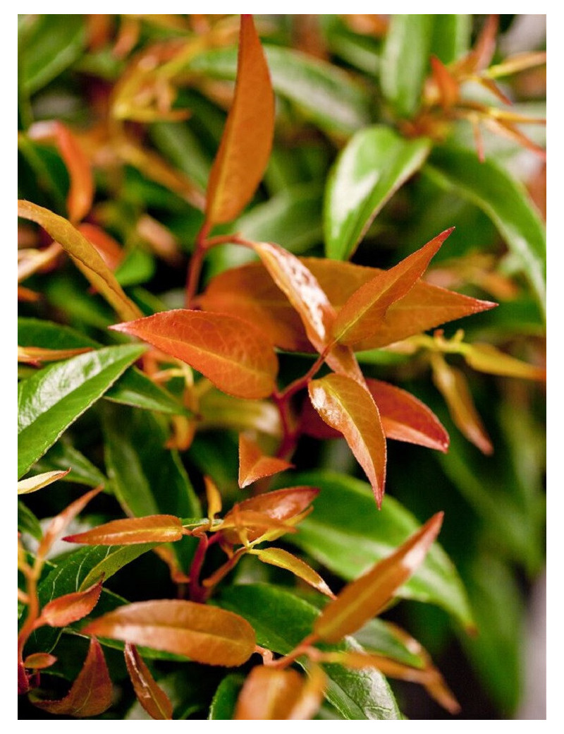 LEUCOTHOE walteri ROYAL RUBY (Leucothoé)