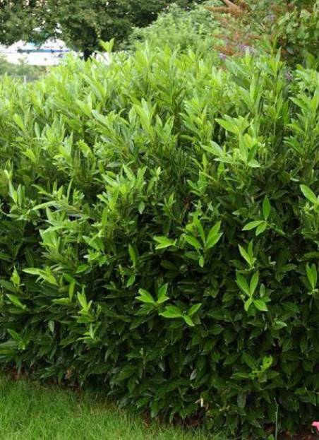 PRUNUS laurocerasus OTTO LUYKEN (Laurier-cerise, Laurier-amande ...