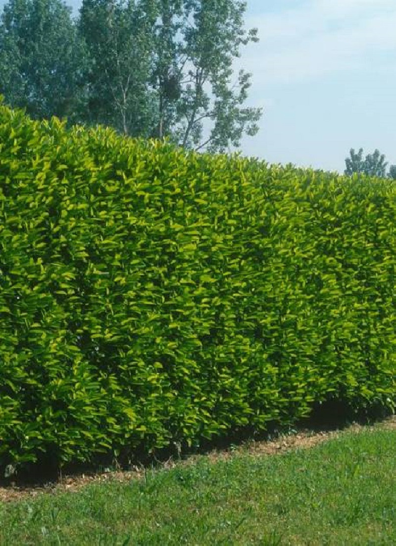 PRUNUS laurocerasus CAUCASICA (Laurier-cerise, Laurier-amande, Laurier ...