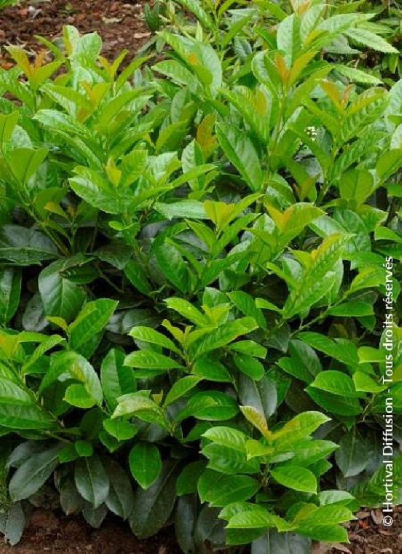PRUNUS laurocerasus ETNA® (Laurier-cerise, Laurier-amande, Laurier palme)