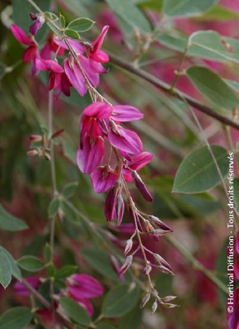 LESPEDEZA thunbergii (Lespédèze)