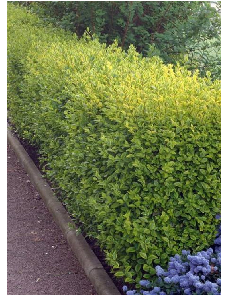 LIGUSTRUM ovalifolium AUREUM (Troène de Californie panaché doré)