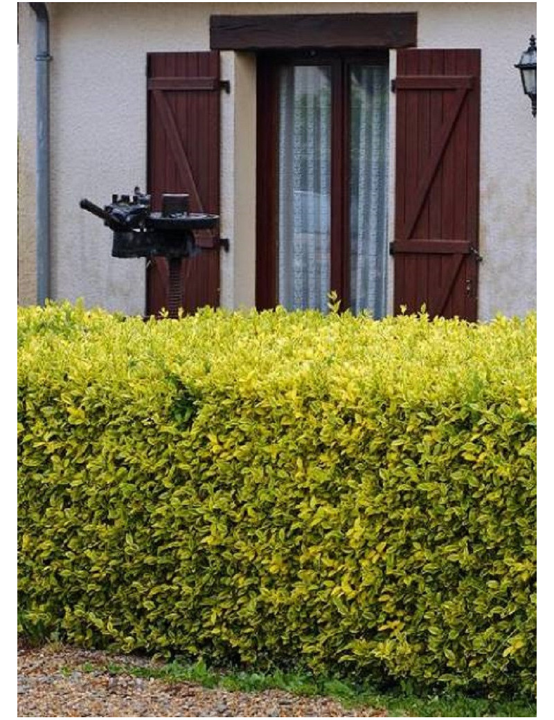 LIGUSTRUM ovalifolium AUREUM (Troène de Californie panaché doré)