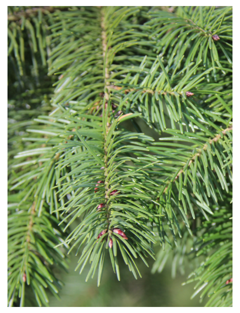 PSEUDOTSUGA menziesii (Sapin de douglas, sapin de l'Orégon)