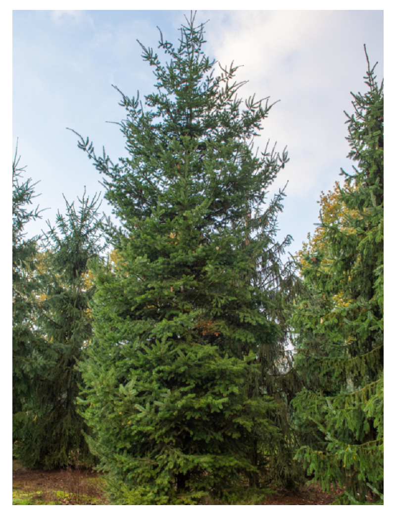 PSEUDOTSUGA menziesii (Sapin de douglas, sapin de l'Orégon)