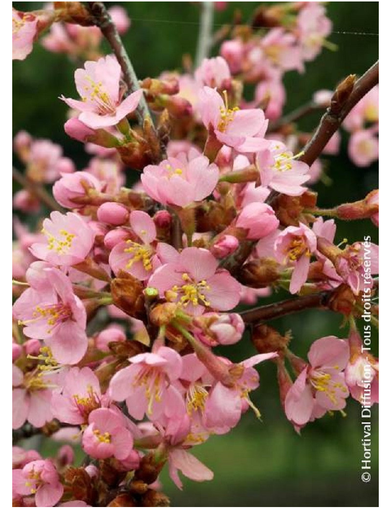 PRUNUS kurilensis RUBY (Cerisier à fleurs des îles Kouriles Ruby)