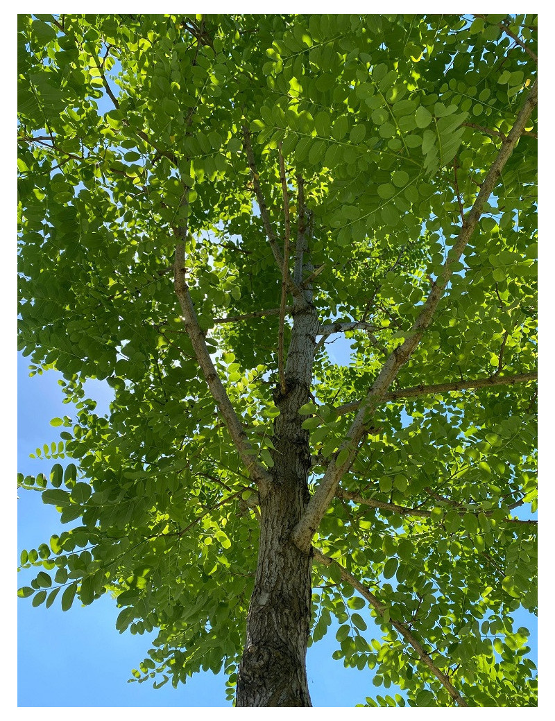 ROBINIA pseudoacacia BESSONIANA (Robinia faux-acacia)