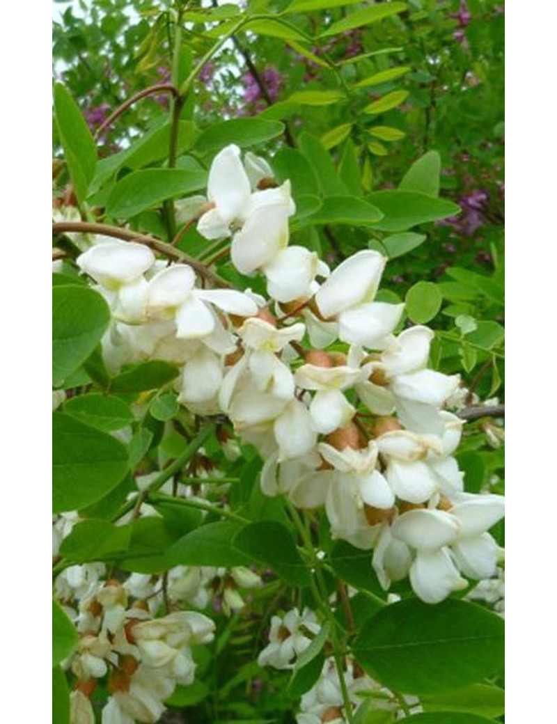 ROBINIA pseudoacacia BESSONIANA (Robinia faux-acacia)