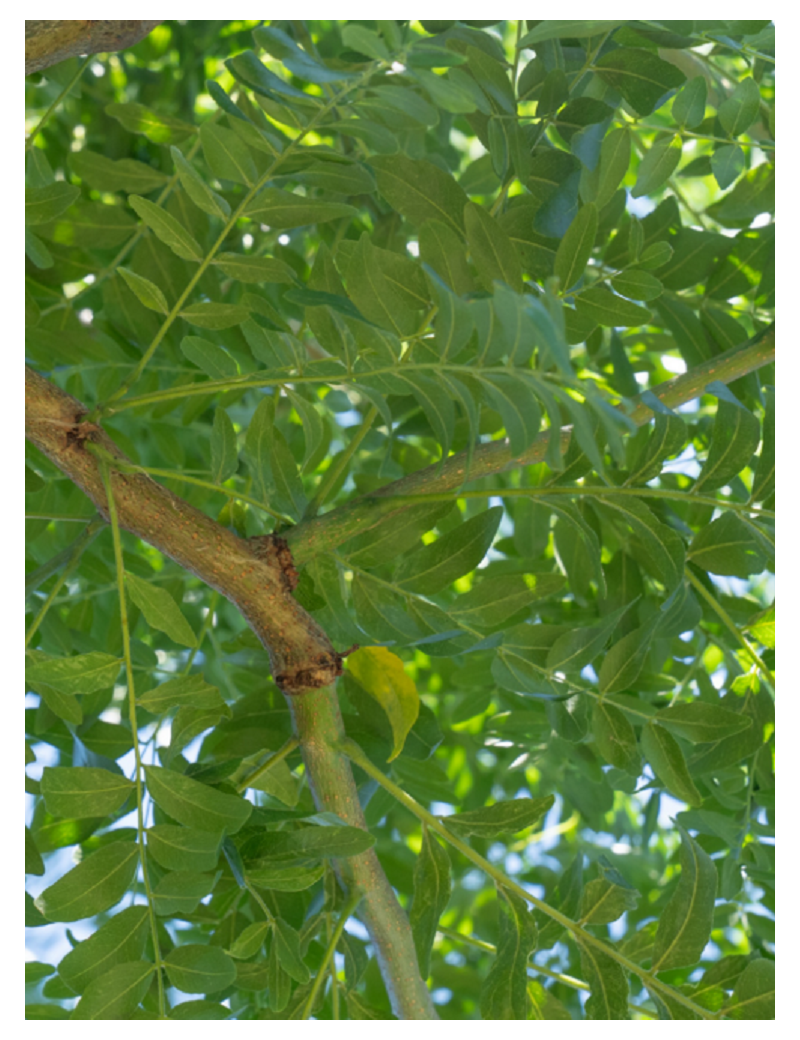 GLEDITSIA triacanthos STREET KEEPER (Févier d'Amérique Street Keeper)