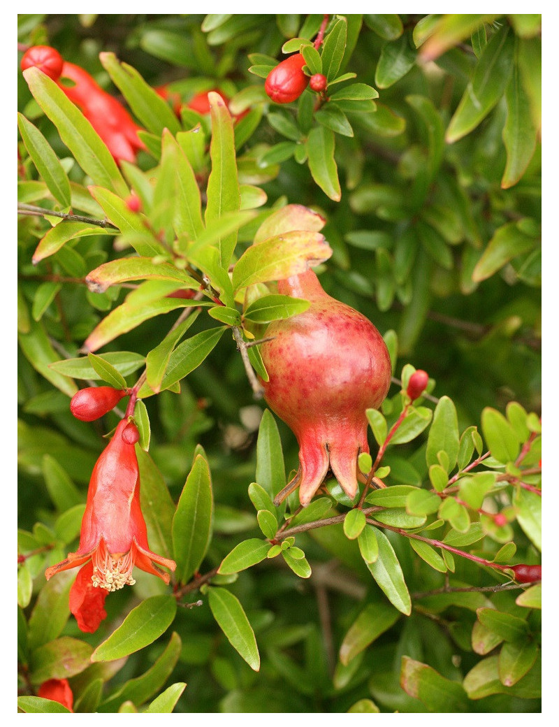 PUNICA granatum (Grenadier à fruits)