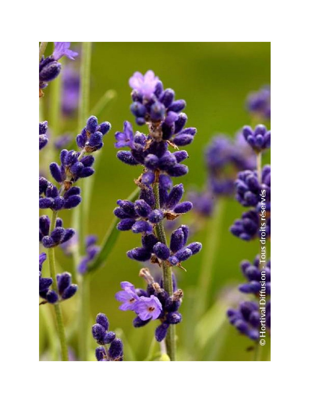 LAVANDULA HEAVENLY BLUE (Lavande)
