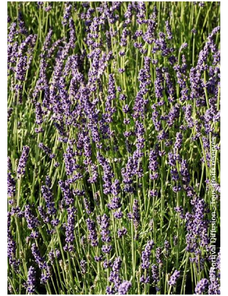LAVANDULA HEAVENLY BLUE (Lavande)