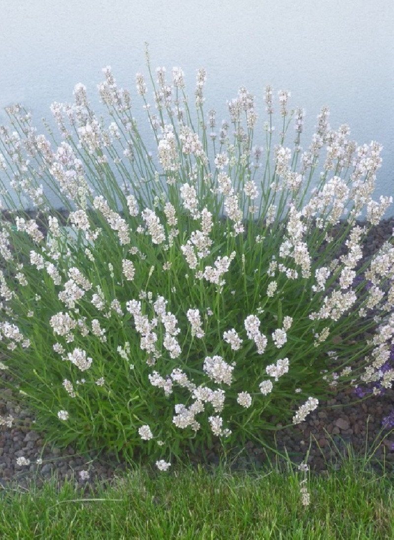 LAVANDULA intermedia EDELWEISS (Lavande)