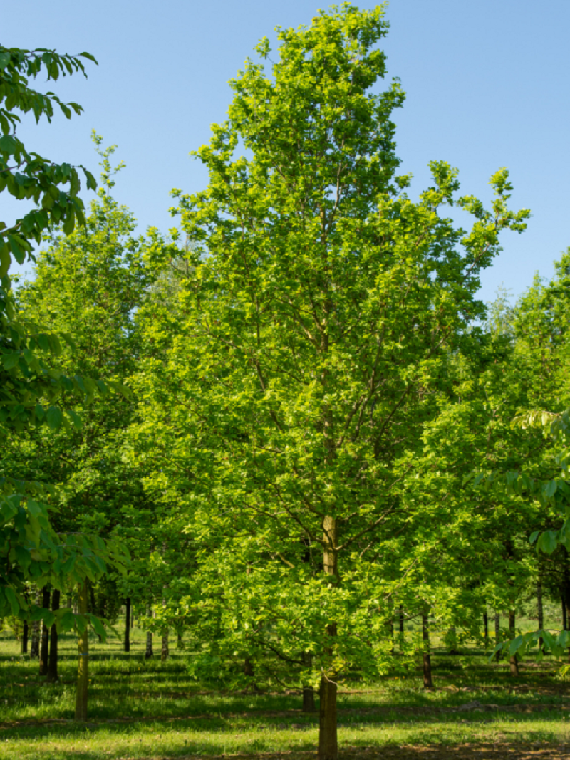 QUERCUS robur (Chêne pédonculé)