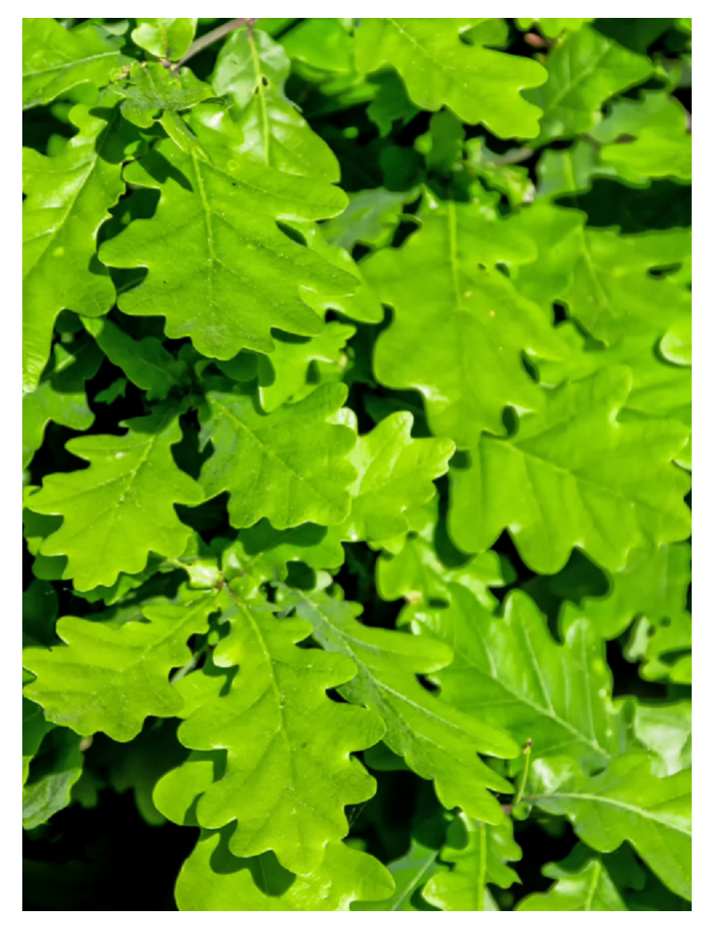 QUERCUS robur (Chêne pédonculé)