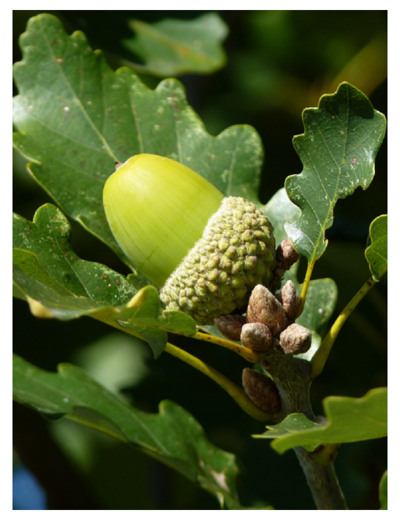 QUERCUS robur (Chêne pédonculé)