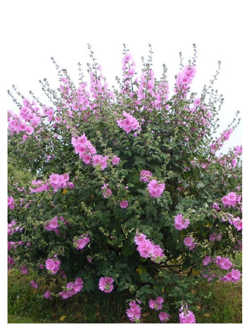 LAVATERA BREDON SPRINGS (Lavatère ou Mauve en arbre)
