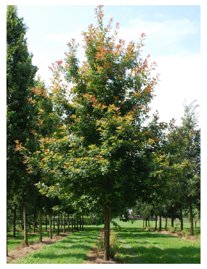 QUERCUS rubra (Chêne rouge d'Amérique)