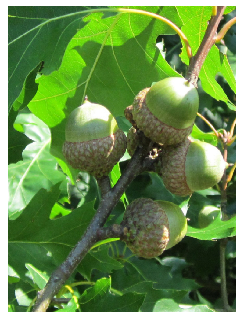 QUERCUS rubra (Chêne rouge d'Amérique)