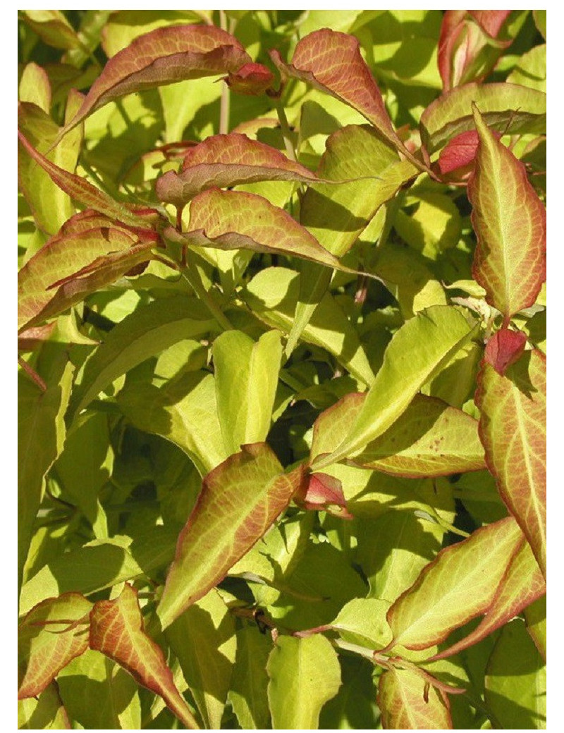 LEYCESTERIA formosa GOLDEN LANTERNS (Arbre aux faisans)