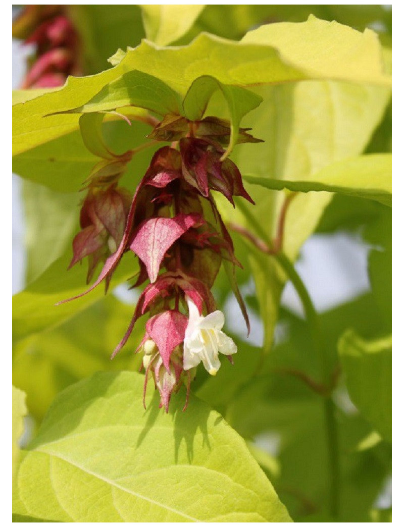 LEYCESTERIA formosa GOLDEN LANTERNS (Arbre aux faisans)