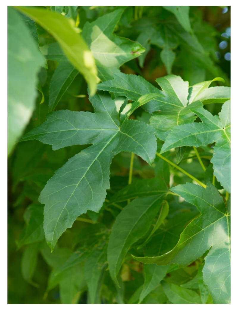 LIQUIDAMBAR styraciflua LANE ROBERTS (Copalme d'Amérique Lane Roberts)