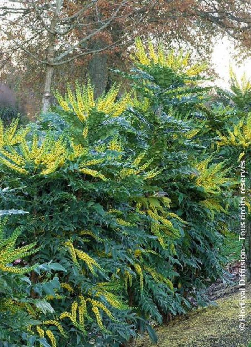 MAHONIA media WINTER SUN (Mahonia)