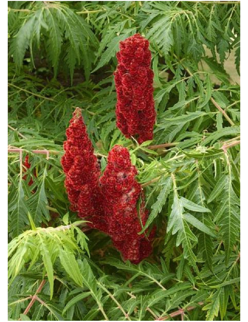 RHUS typhina DISSECTA (Sumac de Virginie découpé, Sumac amaranthe)