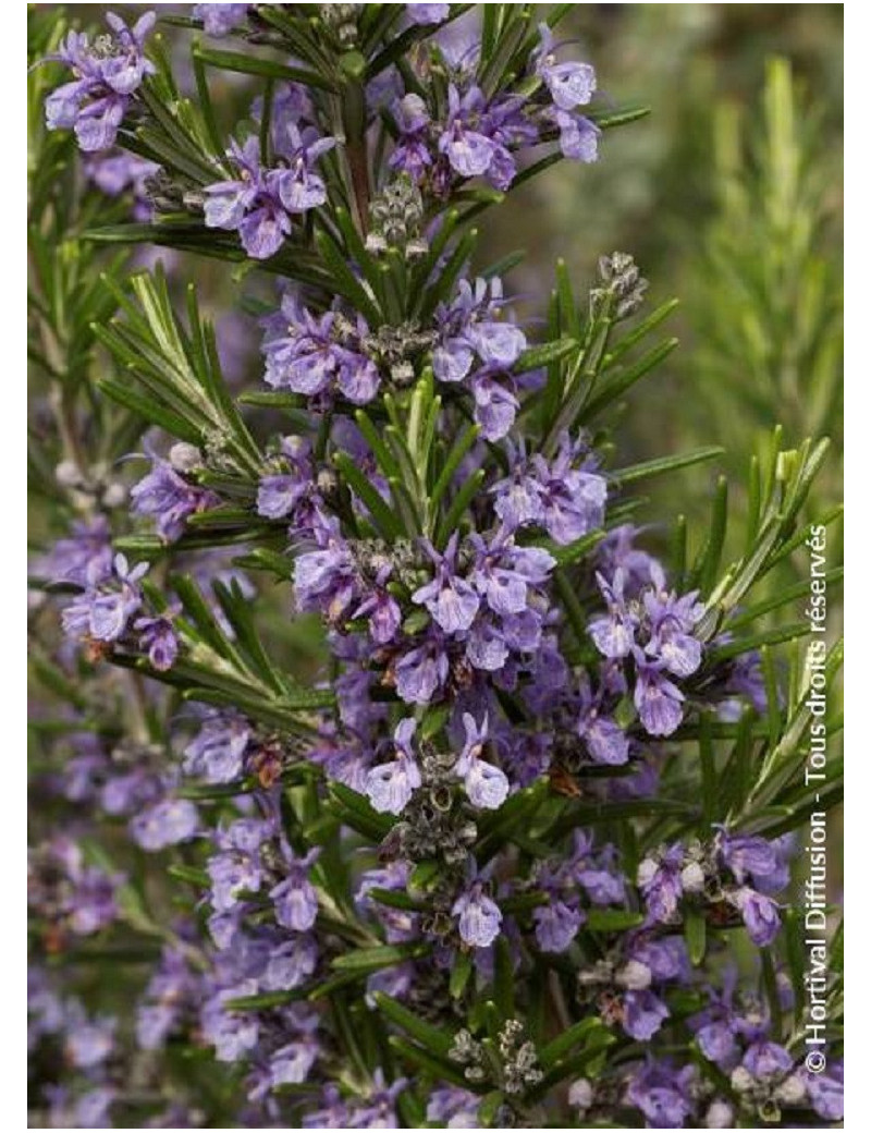 ROSMARINUS officinalis (Romarin commun)