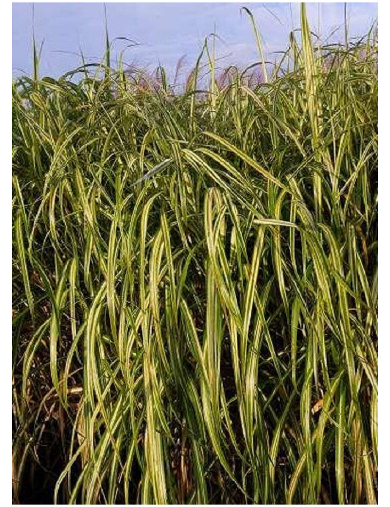 MISCANTHUS sinensis CABARET (Roseau de Chine, herbe à éléphant, eulalie)