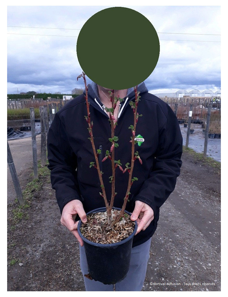 RIBES sanguineum PULBOROUGH SELECT (Groseillier à fleurs)